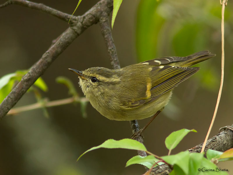 Indian Birds Photography: [BirdPhotoIndia] Buff-barred Warbler ...