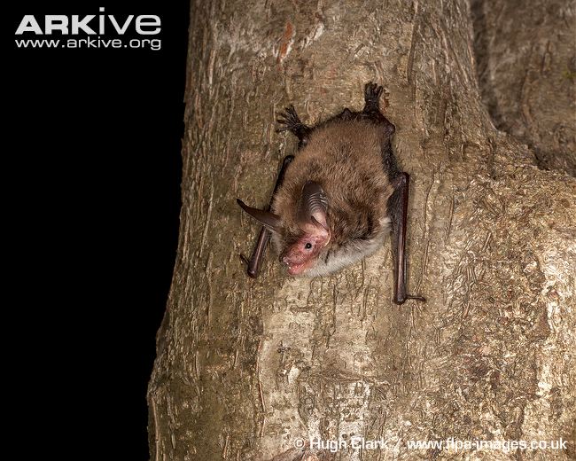 Cholsey Wildlife: Possible Bechstein's Bat