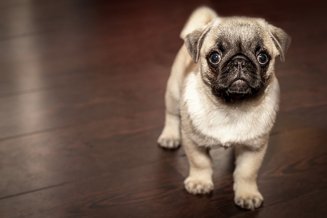 Raza de perro Pug - Comportamiento y cuidados - · Puro Perros
