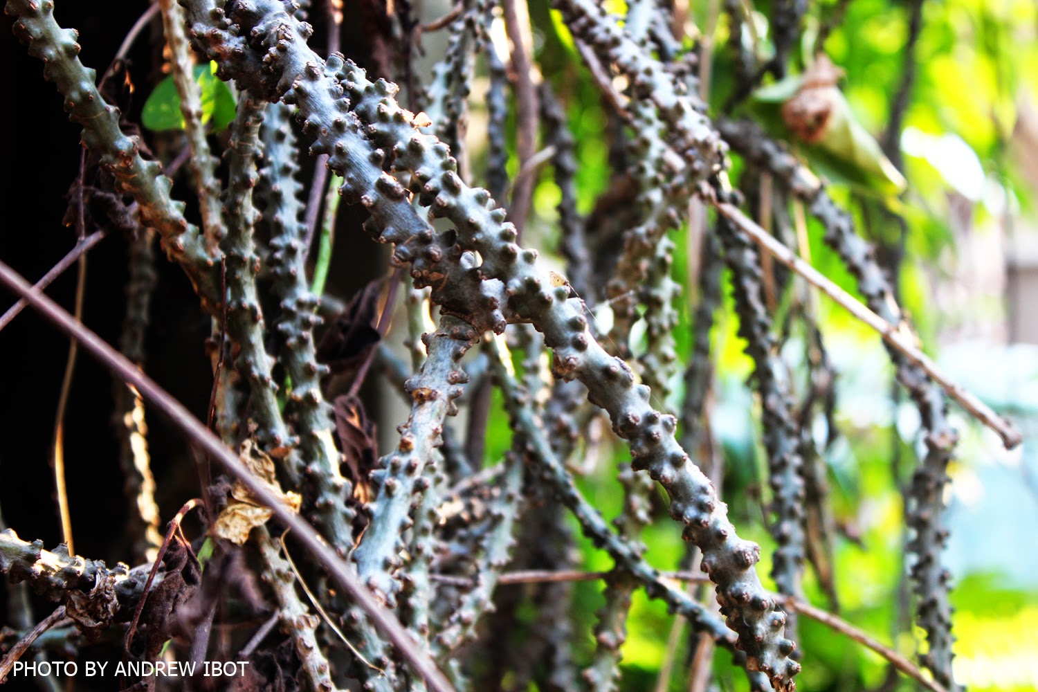 Ako si ANDREW IBOT!: Makabuhay (Tinospora rumphii Boerl)