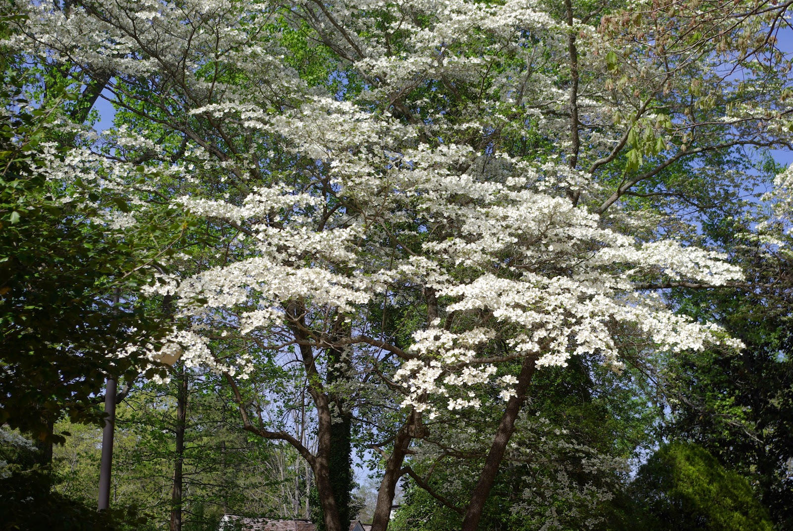 sweetbay: Coker Arboretum and Sisters' Garden, on a sunny day
