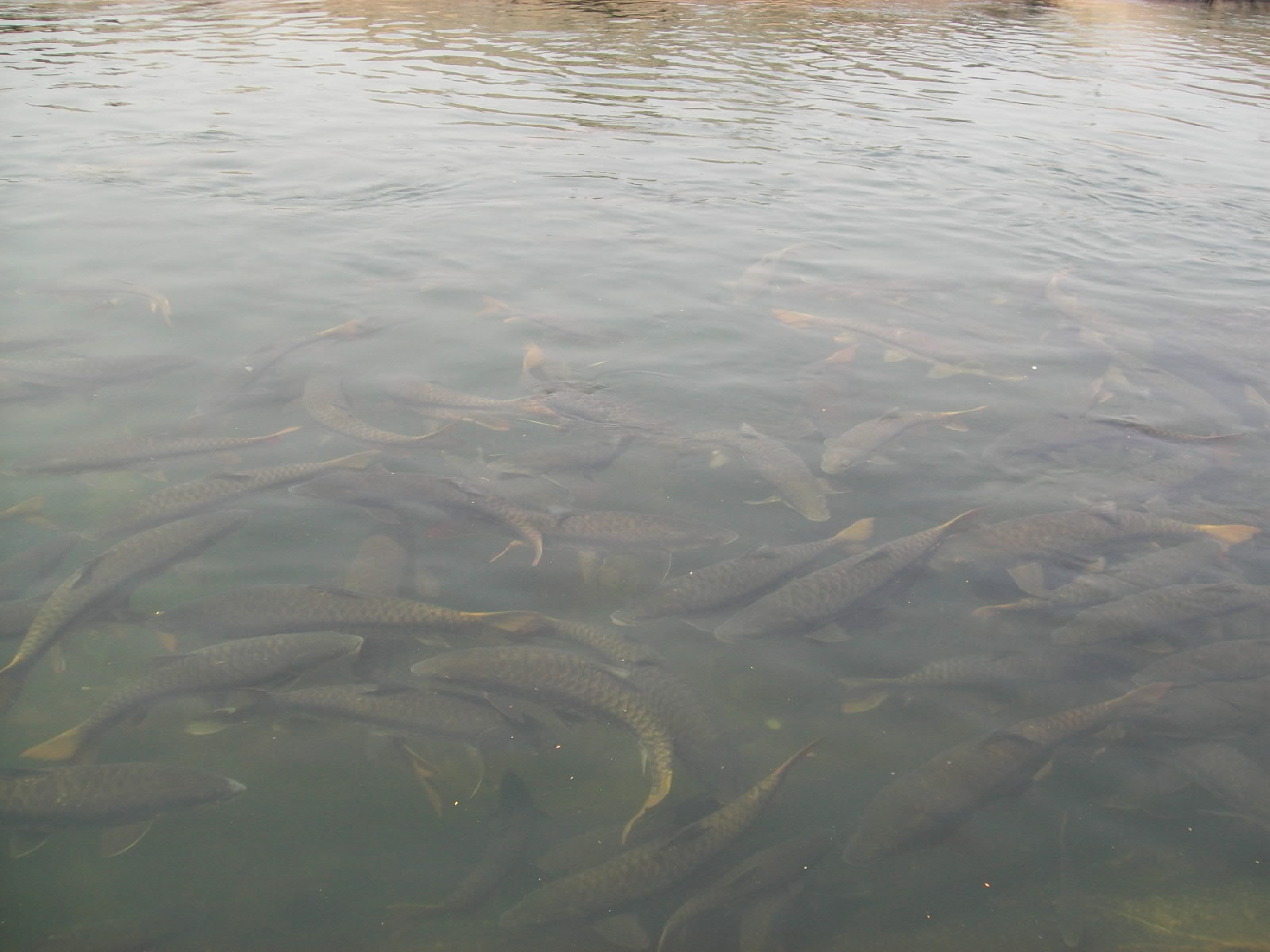 exploring sambalpur: SAMLESWARI TEMPLE,HUMA TEMPLE,ISKCON TEMPLE