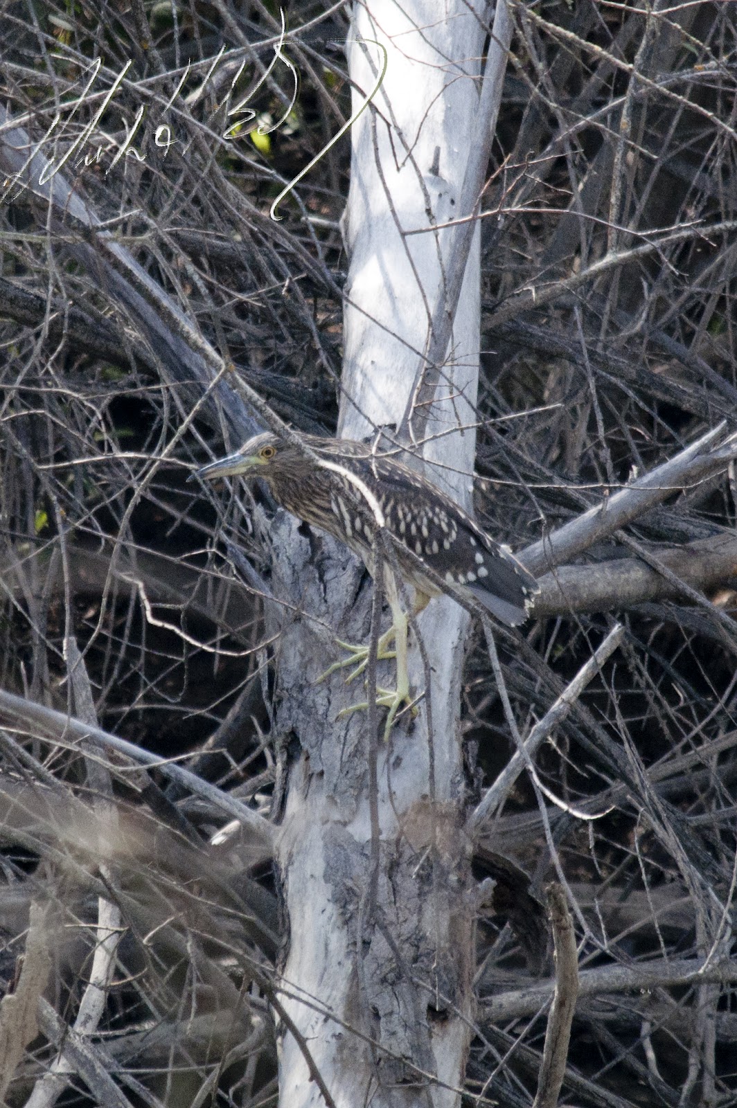 Las Aves del Retiro (sin ir más lejos...): Martinete Común