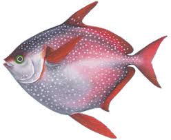 Honey From Rock: Monchong in Banana Leaves