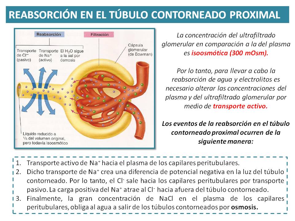 FISIOLOGÍA HUMANA: Túbulo contorneado proximal