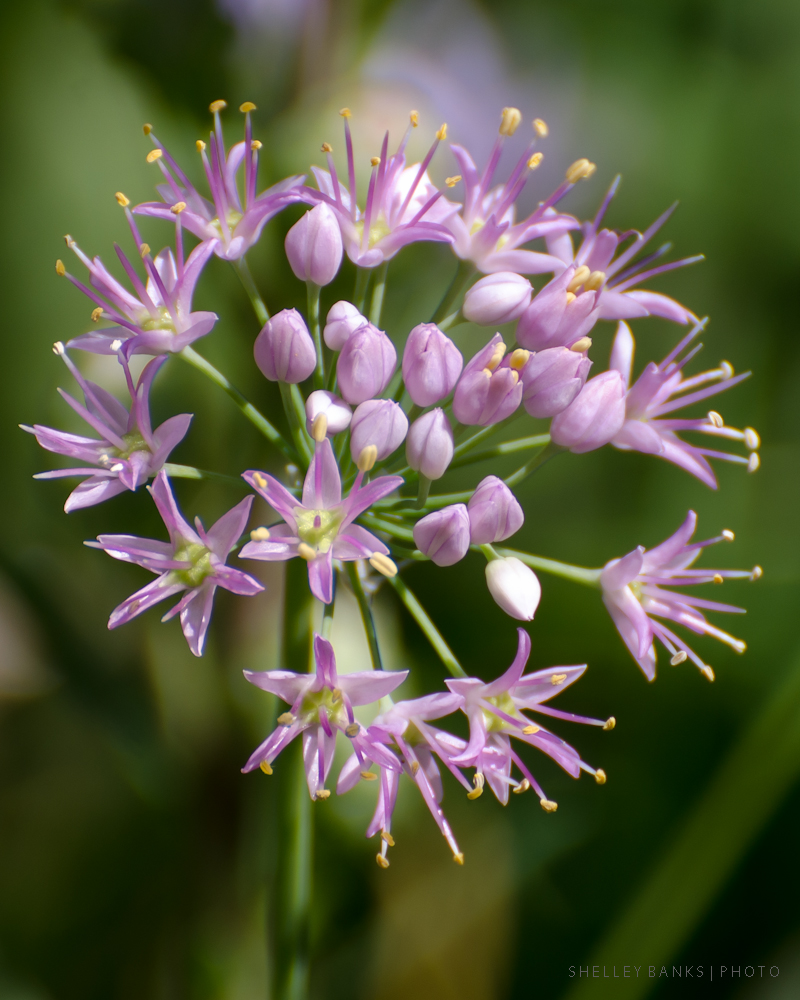 Prairie Wildflowers: Pink-Flowered Onion: tiny prairie stars