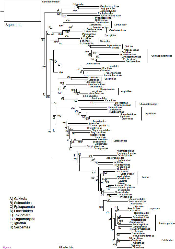 The Dragon's Tales: Comprehensive Squamate Phylogeny Released