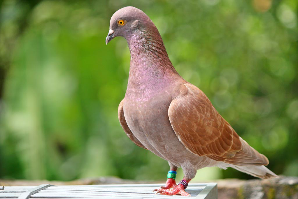 BAHAS MERPATI: Ciri Burung Merpati Tinggian yang Berkualitas Bagus.
