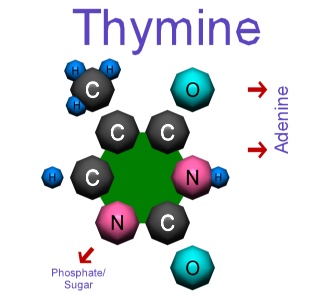 About Mutation: Thymine