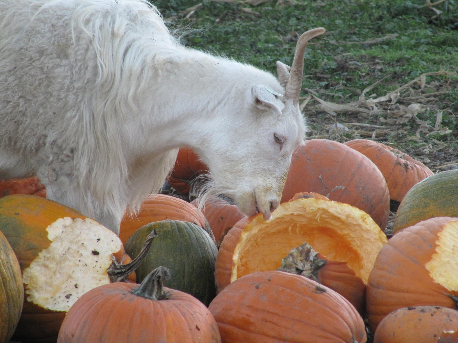 LIBERTY FARM CASHMERE GOATS: PUMPKIN FEAST