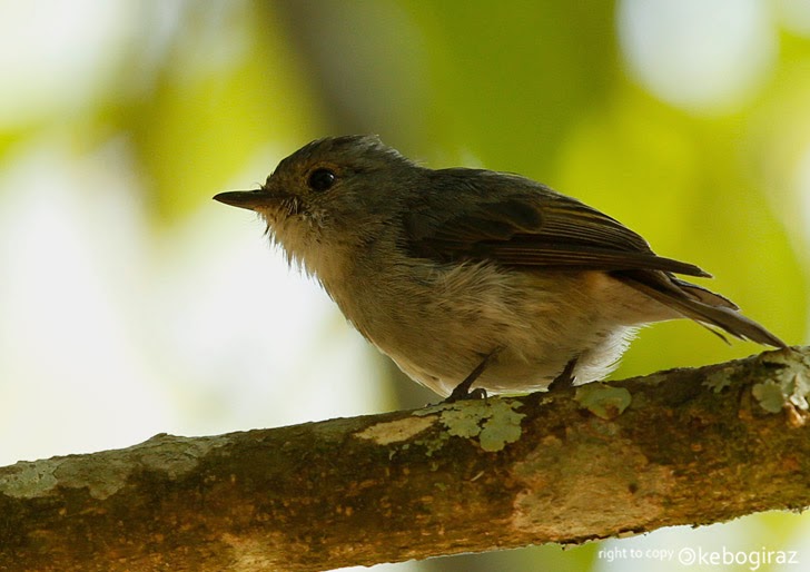 Burung Sikatan Belang Kicau Indonesia ~ JOLEMBOONG