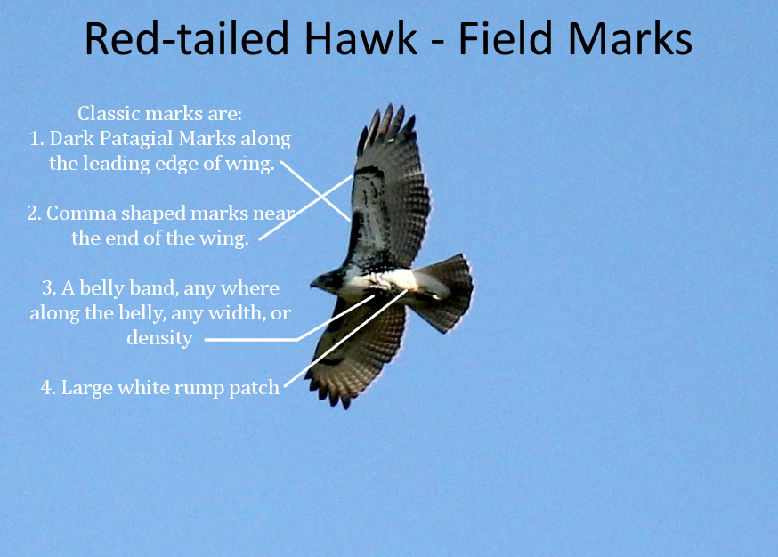 Soddy Mountain Hawk Watch: Identification