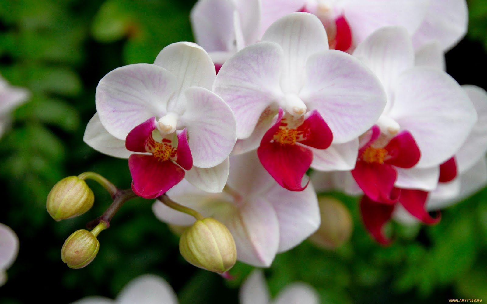 El espiritu de las plantas: Orquídeas, capricho de la Naturaleza.