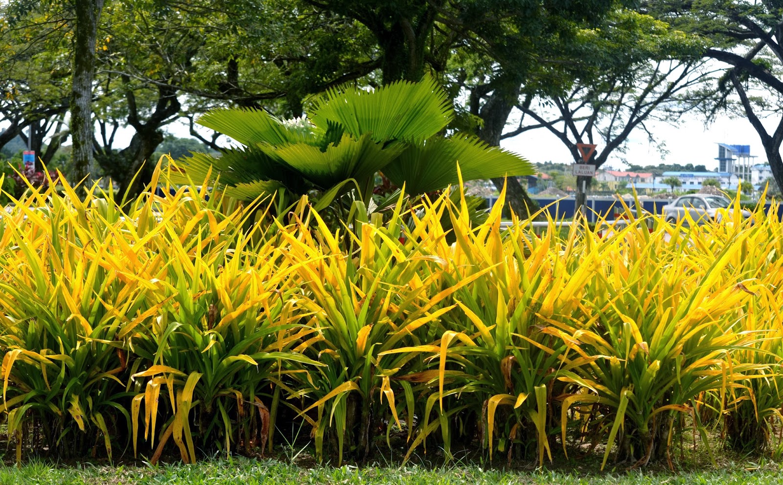 Laman Kambatik Plants list (4th ed.): Golden crinum - Crinum xanthophyllum
