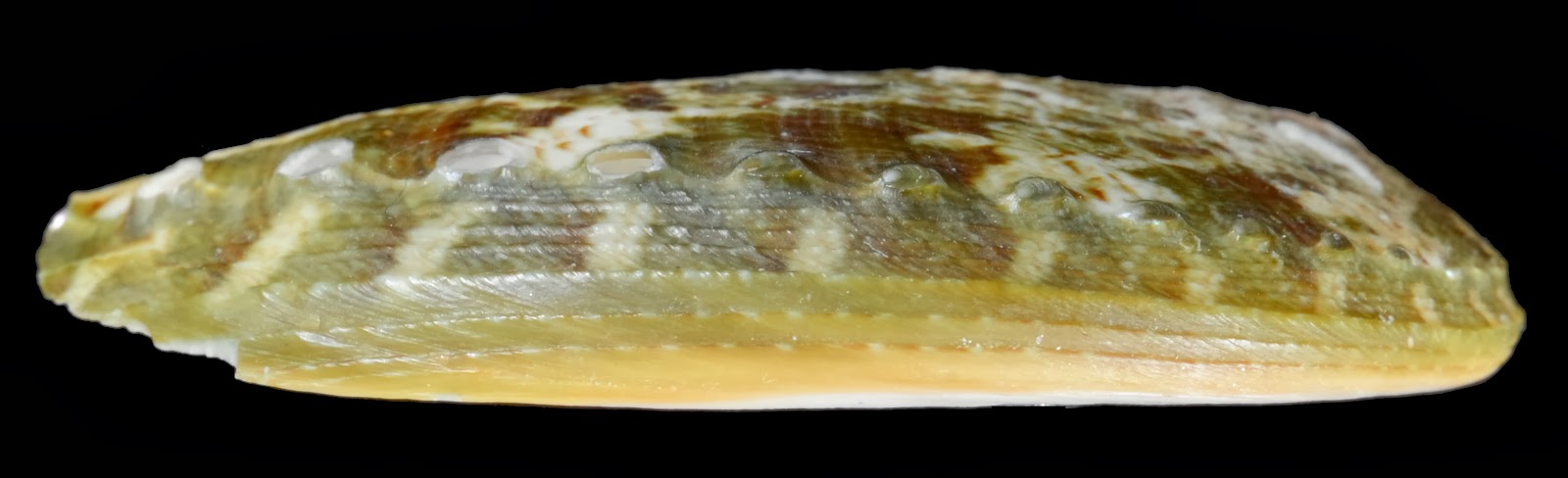 Dr. Lee's Gallery Museum: Haliotis glabra 35.98mm 菲律賓鮑螺