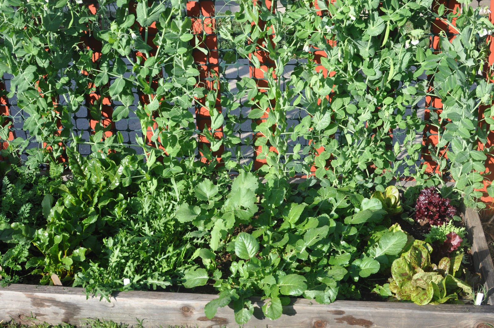 Home Grown Montessori: Garden Grows and Garden Woes.