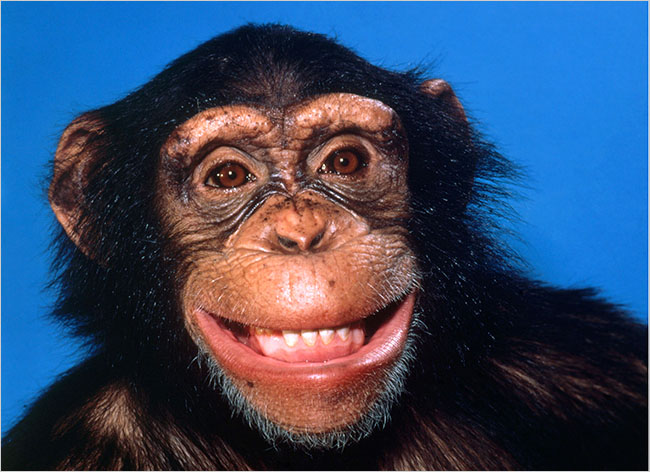 Funny Animals: Funny Chimp Face