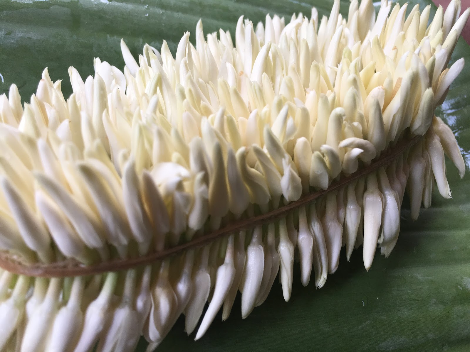 Types Of Mallige Flower In Kannada at James Daulton blog