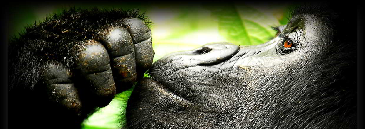 Interview with Ghost of Harambe, the Gorilla |Political Incorrectness