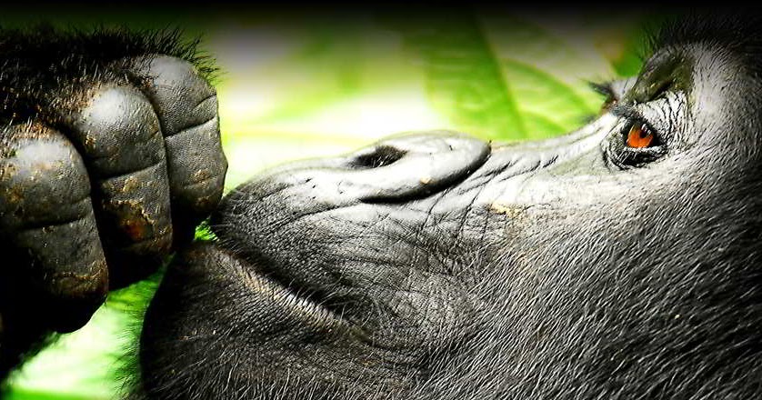 Interview with Ghost of Harambe, the Gorilla |Political Incorrectness