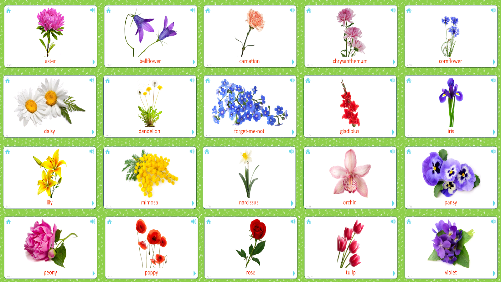 Flashcards for Kids: Flowers (21 Cards) Collection - Flashcards for Kids
