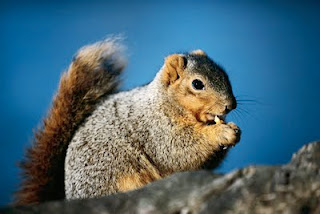 Autism Experience: Squirrel Brain