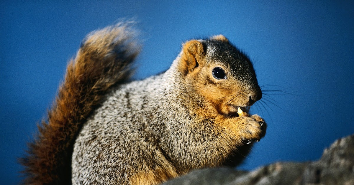 Autism Experience: Squirrel Brain