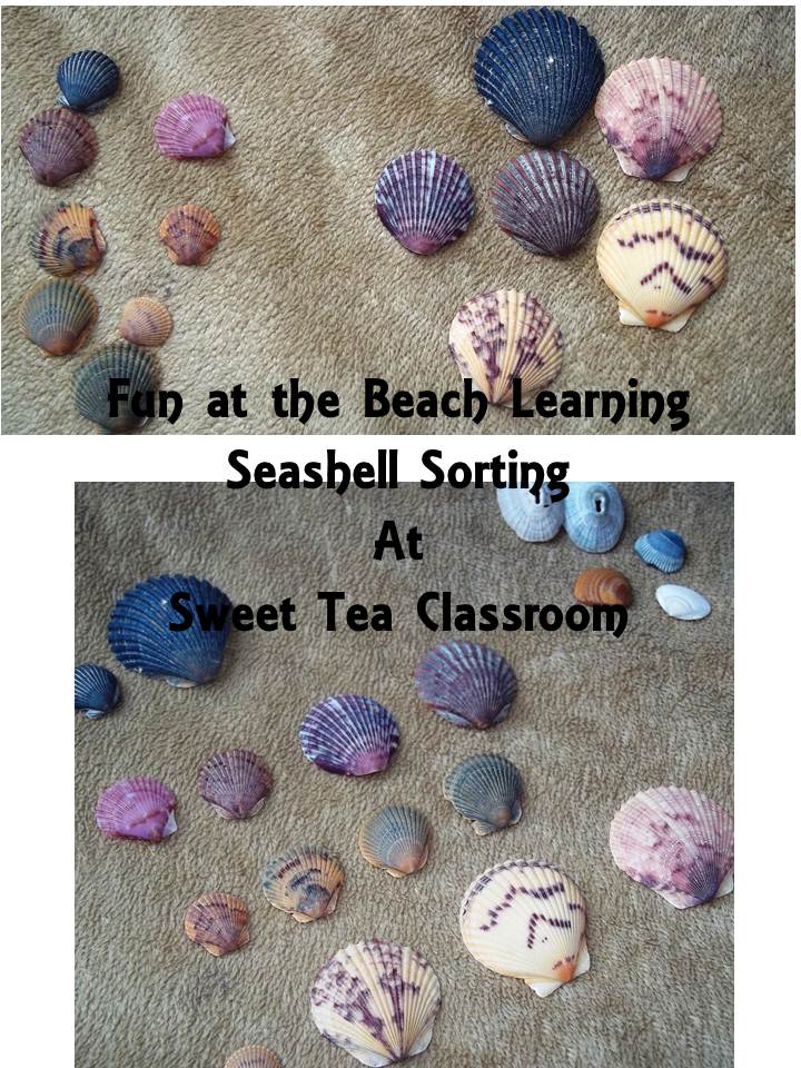 Sweet Tea Classroom: Fun at the Beach: Summer Sorting with Shells