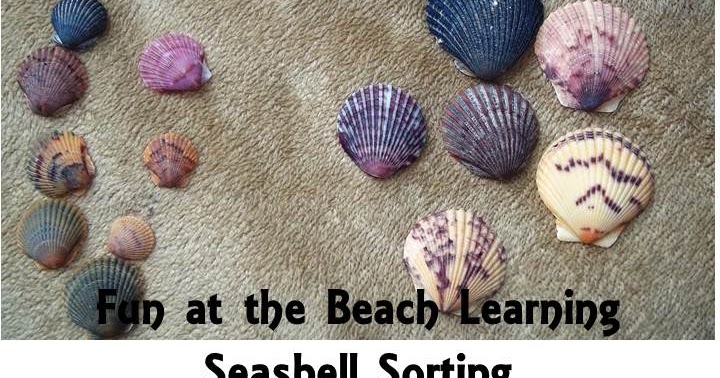 Sweet Tea Classroom: Fun at the Beach: Summer Sorting with Shells
