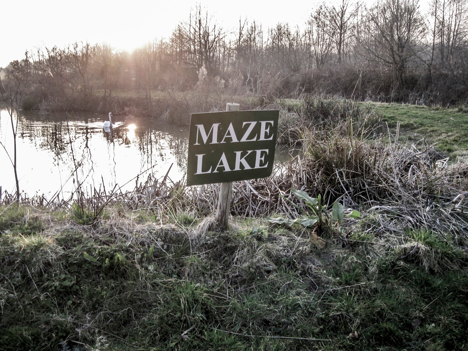 How to drown maggots : A-Maze-ing!