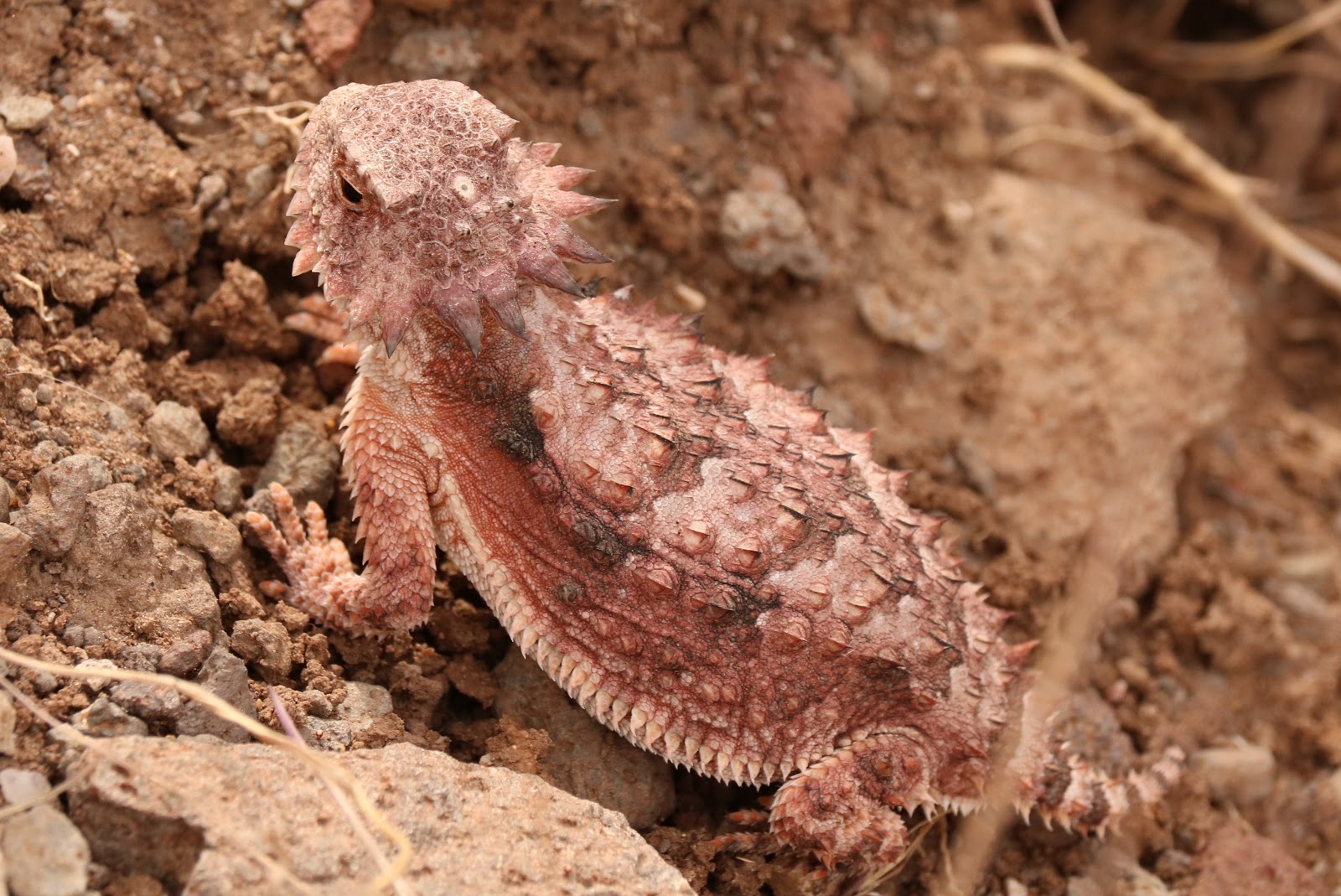 Lizards around Arizona