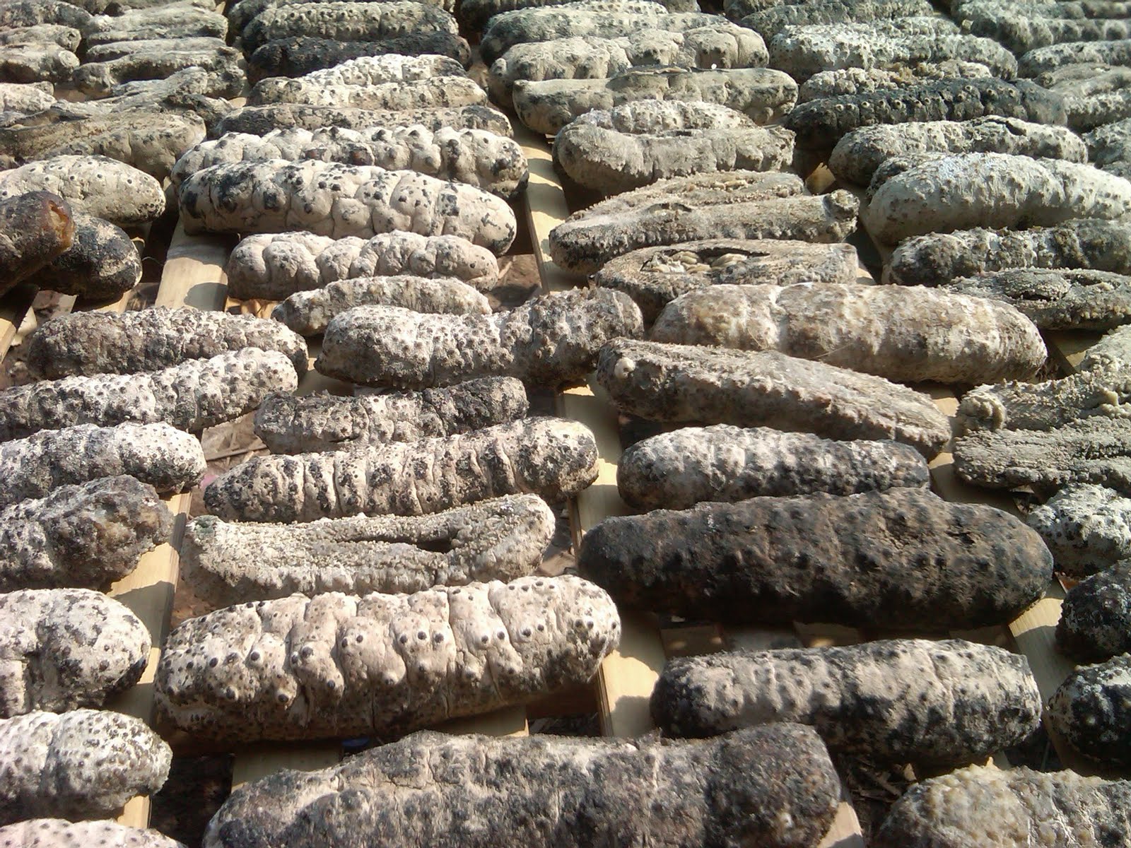 Hasil Laut, Teripang,Rumput Laut