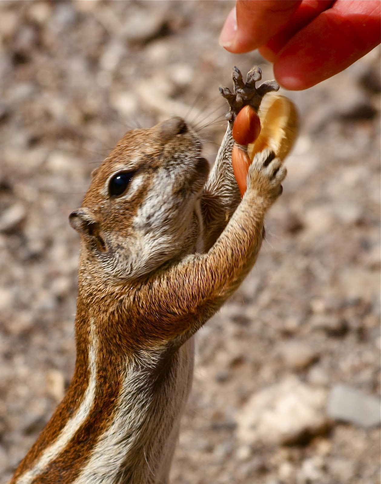 travellerka: Pręgowiec Berberyjski