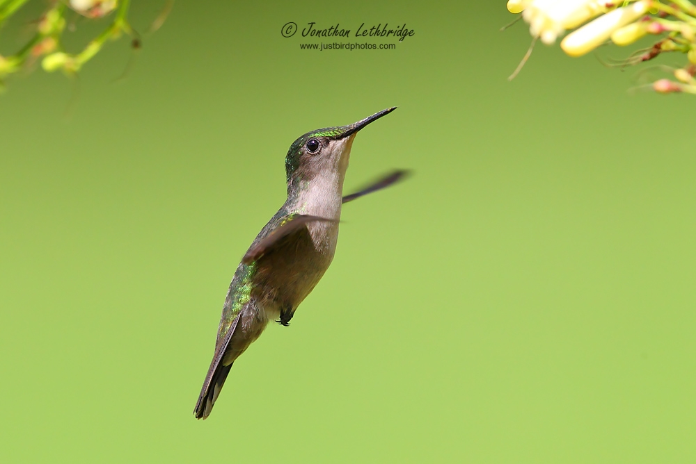 Wanstead Birder: St Lucia Hummingbirds