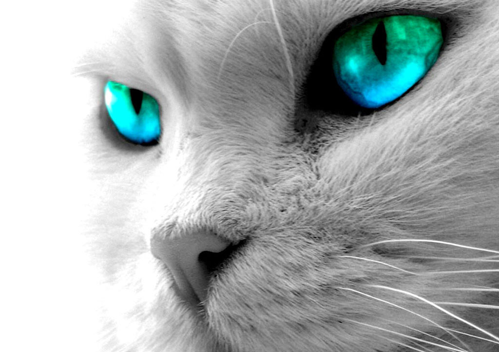 Kuidas kasse paremini mõista? - Kodused lood