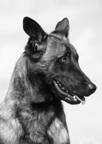 Famous Dogs in History: Cairo: Part of Navy SEAL Team that Killed Osama ...