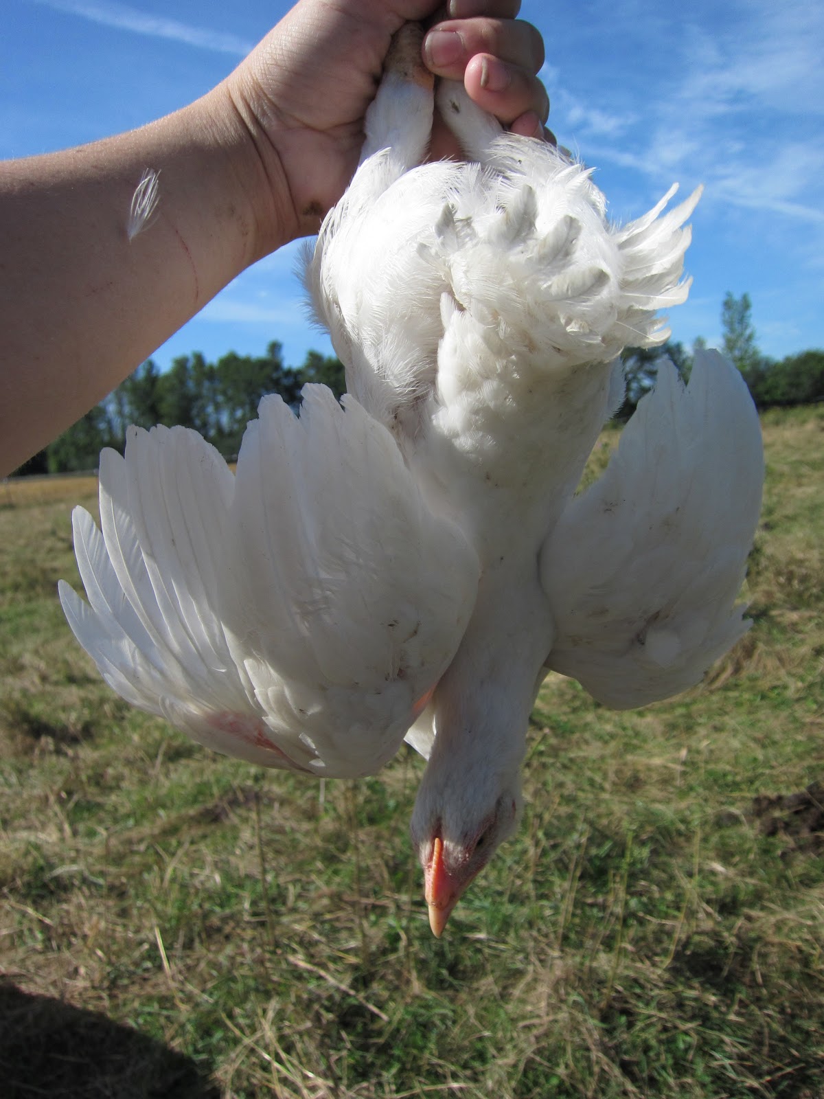 Nes' Farm: How to Carry a Chicken