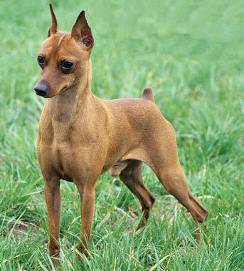 About Dog Miniature Pinscher: Basics of Miniature Pinscher Training