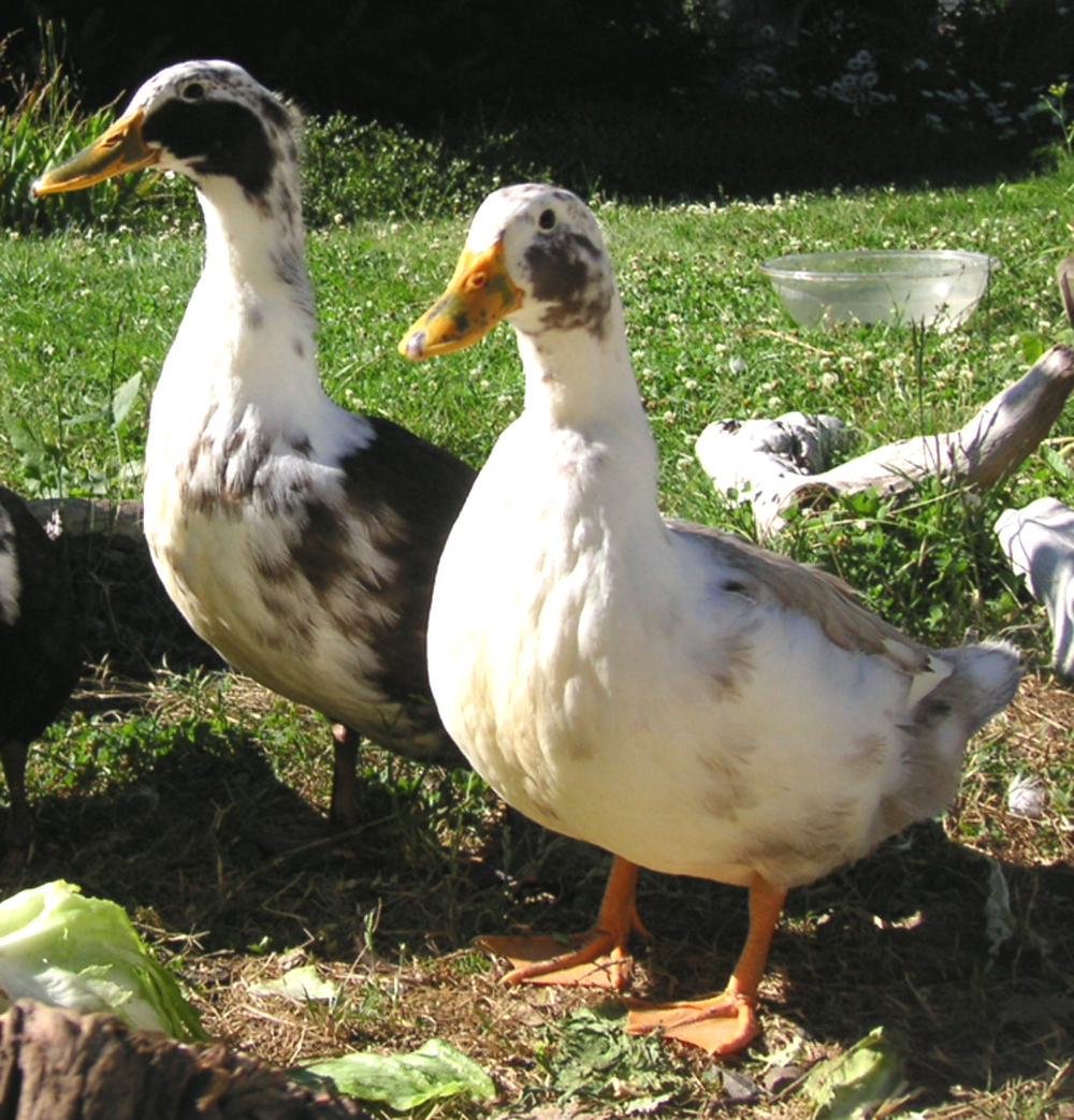 Ancona Ducks Farming Photos ancona-ducks-farming-photos