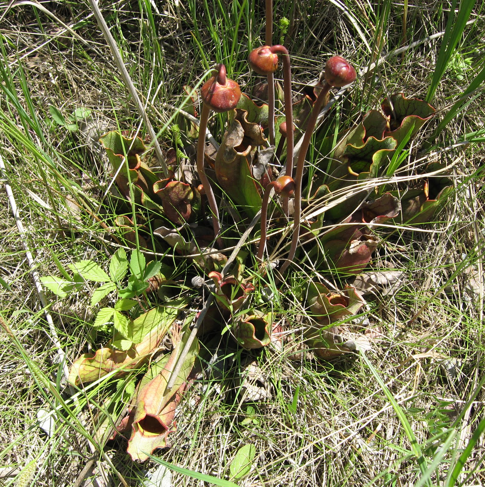 Tangled Web: The Stoco Fen