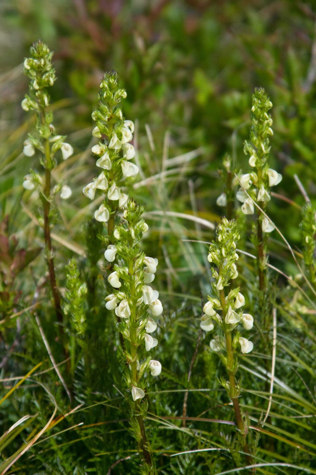 NWflora: Coiled-beak lousewort, Pedicularis contorta