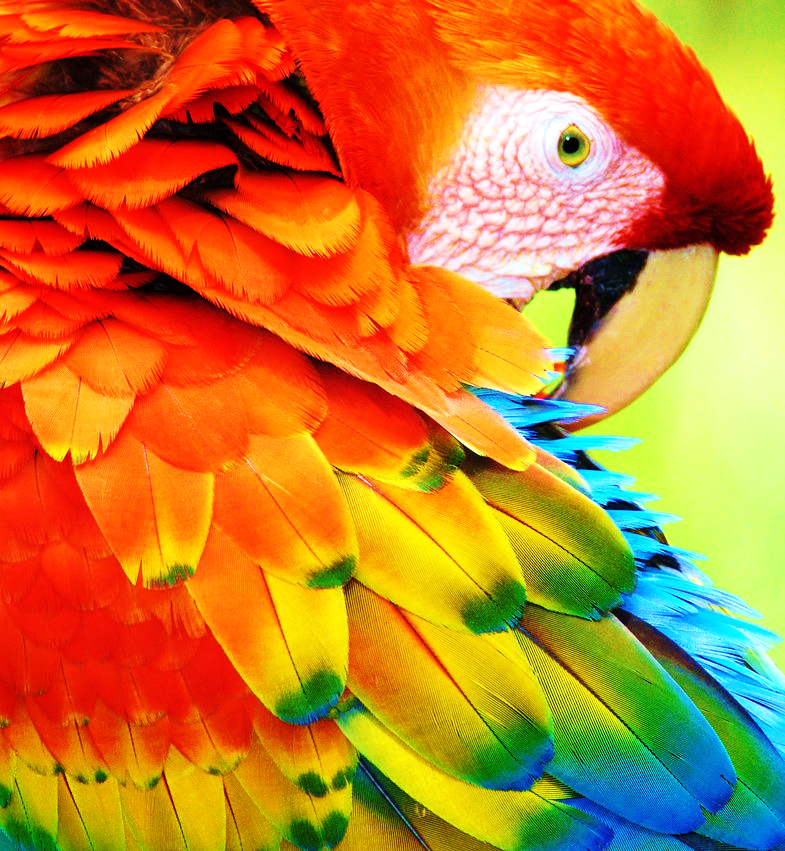 run + travel: I got passed by a parrot