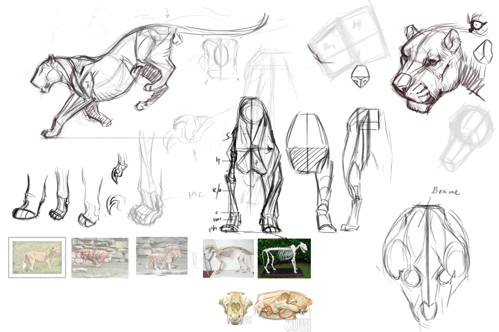 Animal Art and Demos: DEMOS