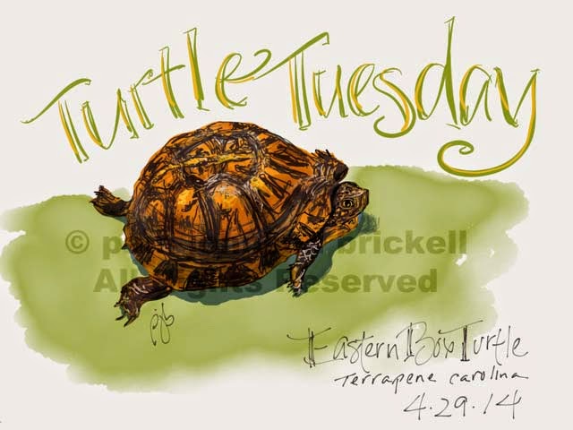 Box Turtle Drawing