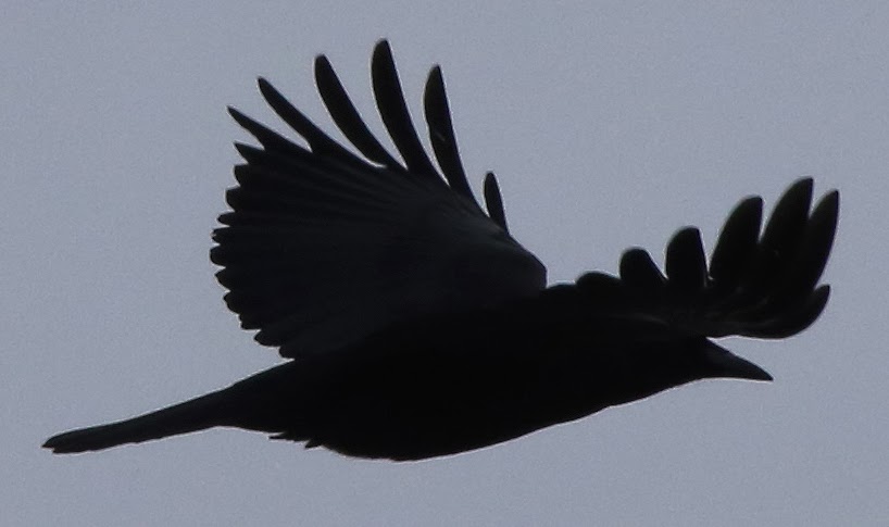 All of Nature: Crows
