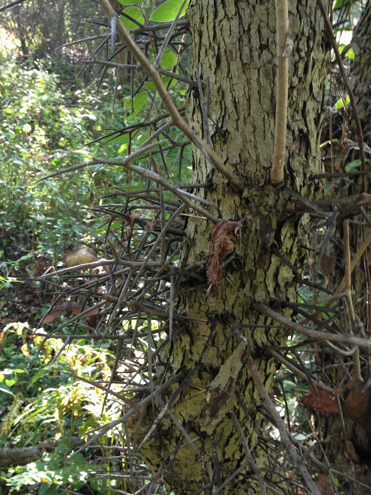 PHILLY TREES: BIRDBERRIES: THE DUCKS FLY MOON