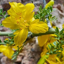 Paisajista Laila Huber: ÁRBOLES NATIVOS: Cercidium praecox o ...
