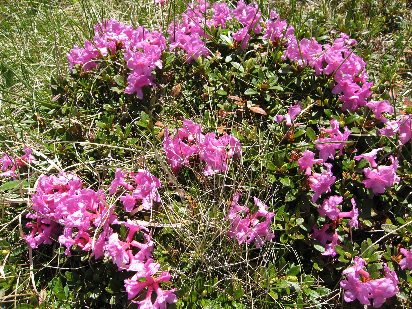 Impresii de calatorie: 31 mai 2018, plin sezon la rododendron in Bucegi