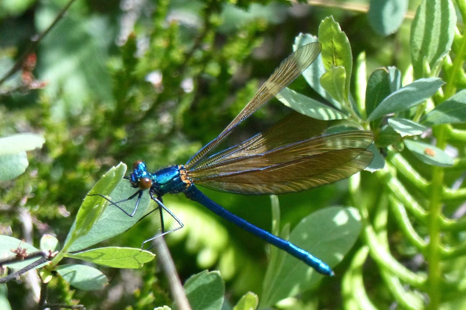 A Kilchoan Diary: Early Summer Insects