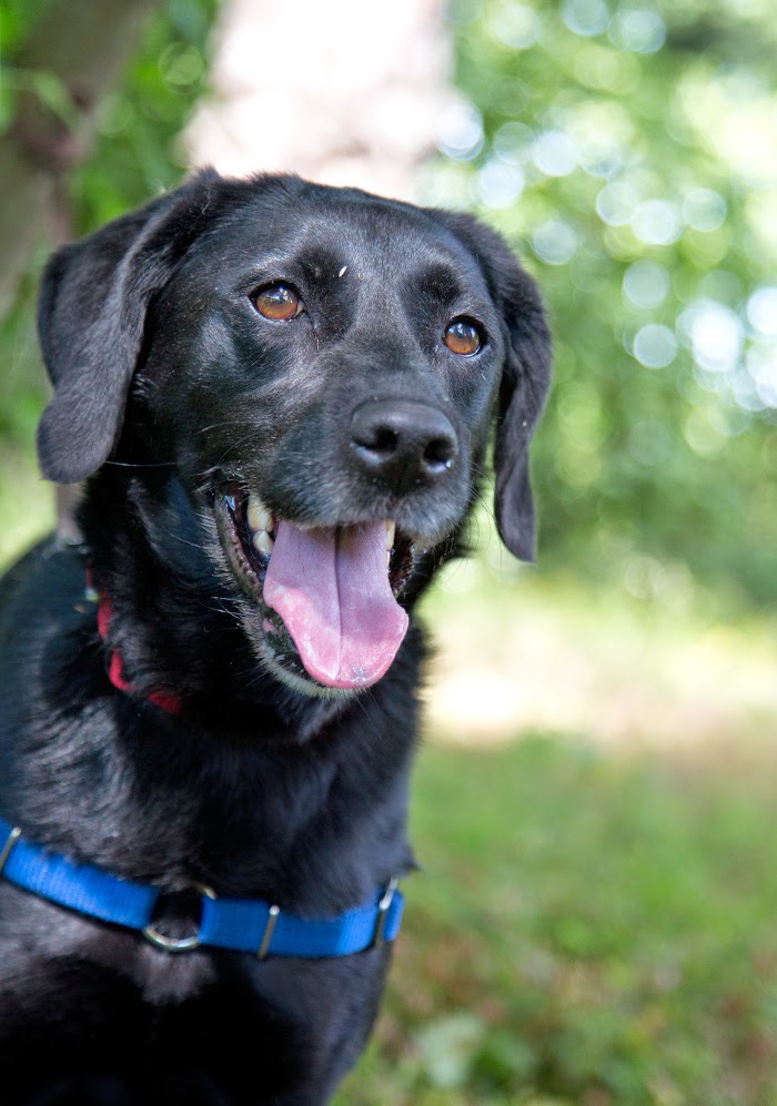 Shelter Dogs of Portland: "BELLE" the best Lab mix